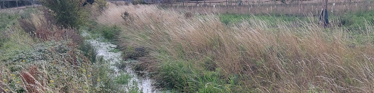 Project: Protecting chalk streams in Cambridge | Cambridge City Council